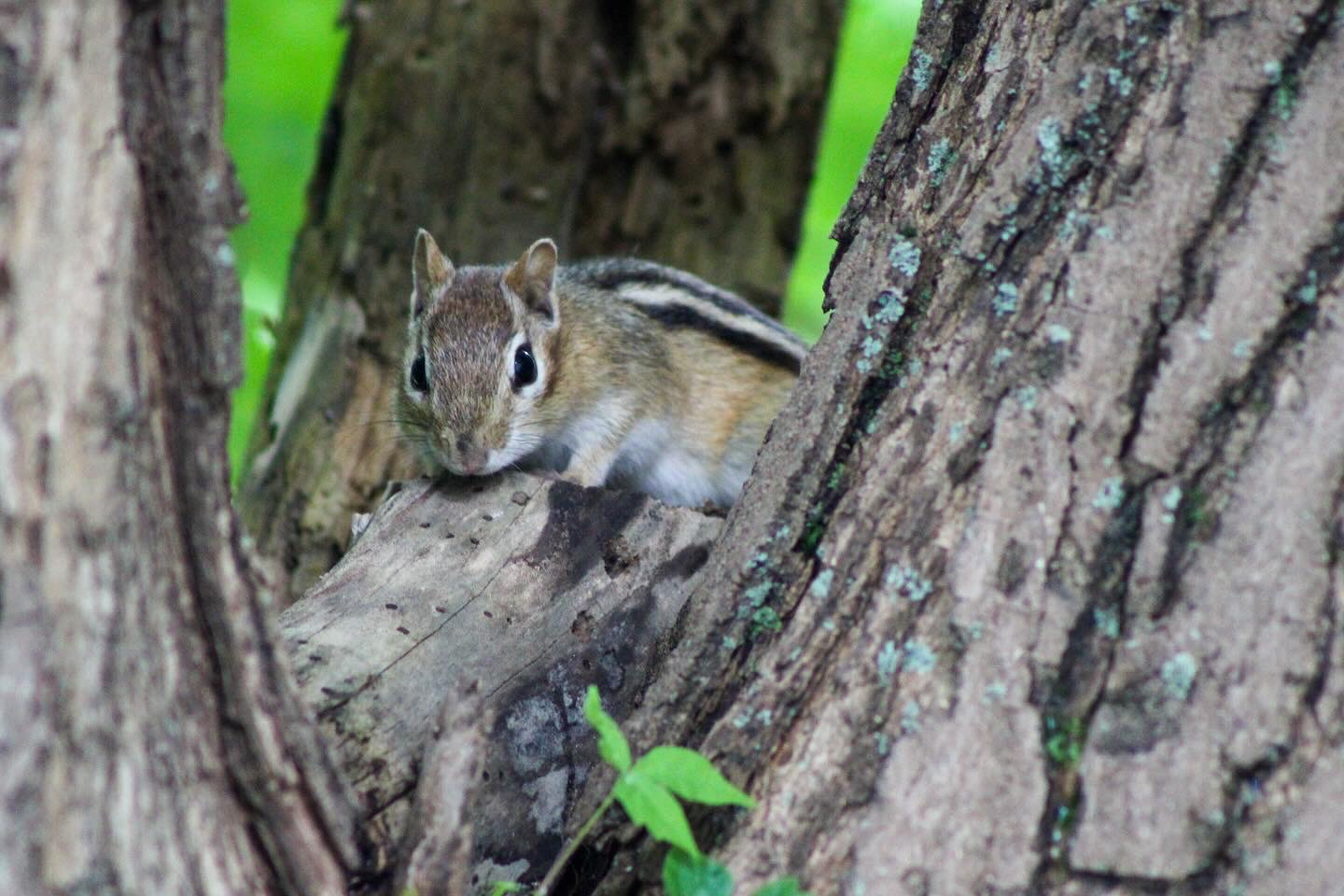 The Eastern Chipmunk – Our Backyard Universe
