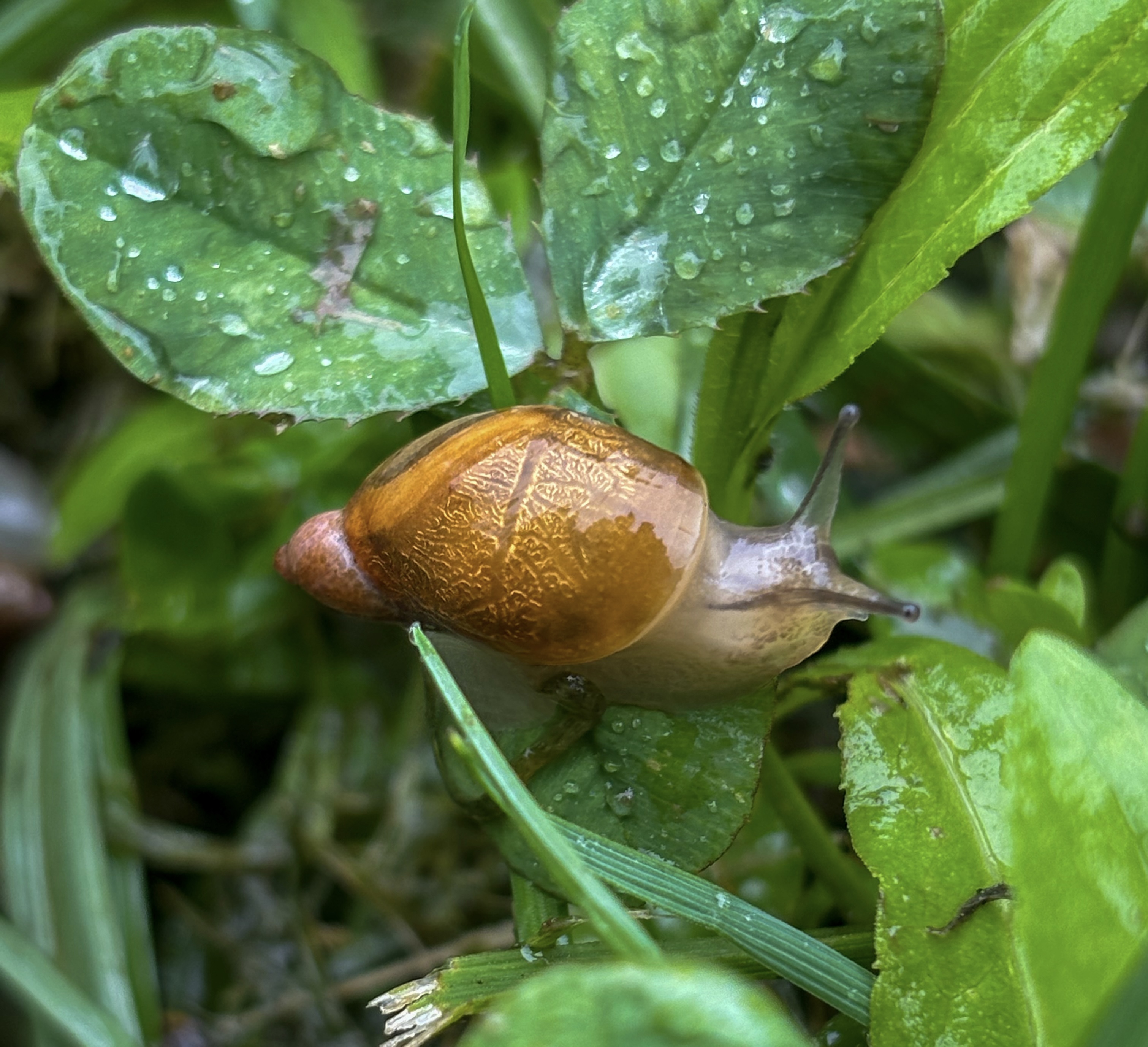 Understanding Snails: Our Backyard Slime Balls – Our Backyard Universe